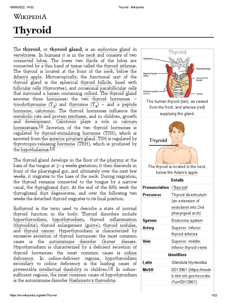 Thyroid | PDF | Thyroid | Thyroid Stimulating Hormone