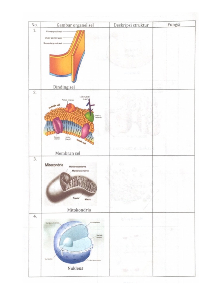Gambar Organel Sel | PDF