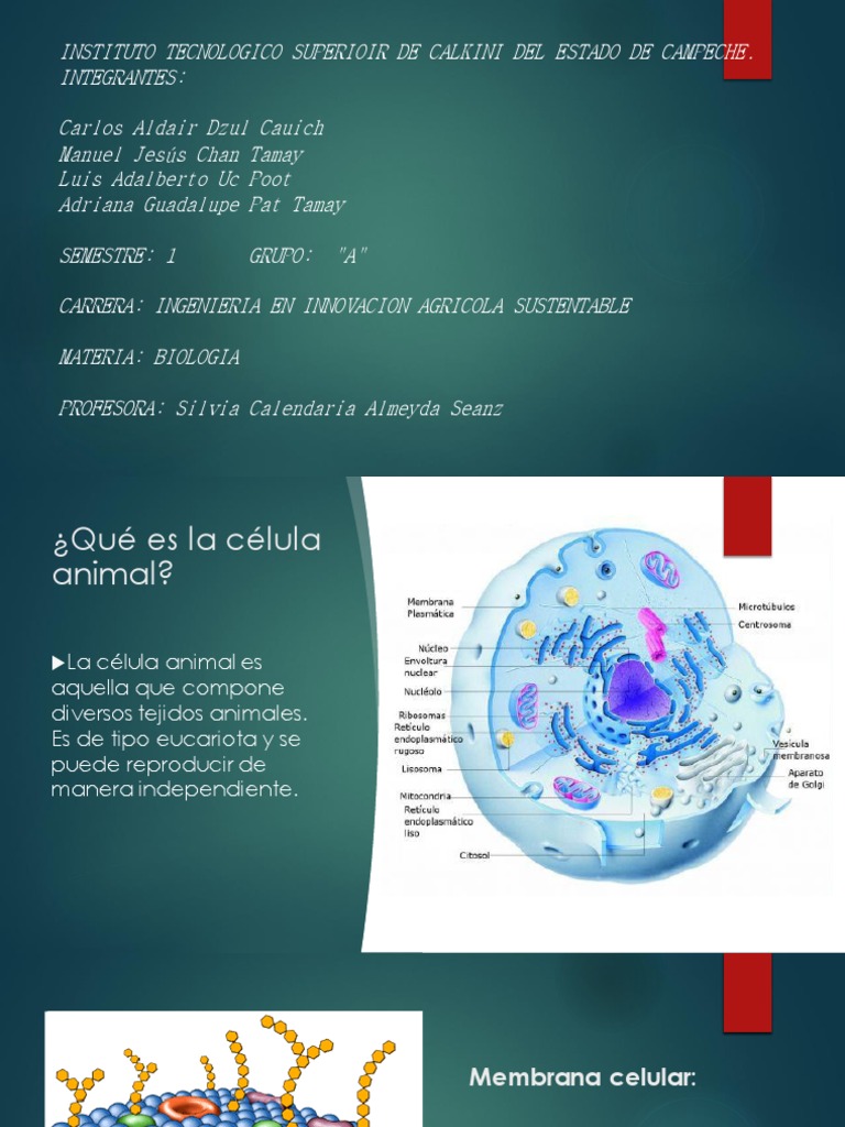 celula animal | PDF