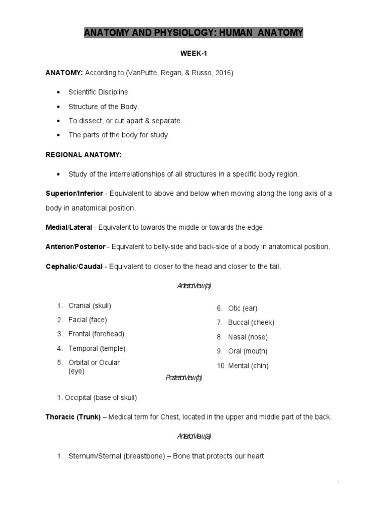 Anatomy and Physiology Notes | PDF | Bone | Epithelium