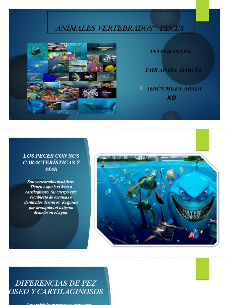Los Peces Con Sus Características y Mas | PDF | Pescado | Branquia