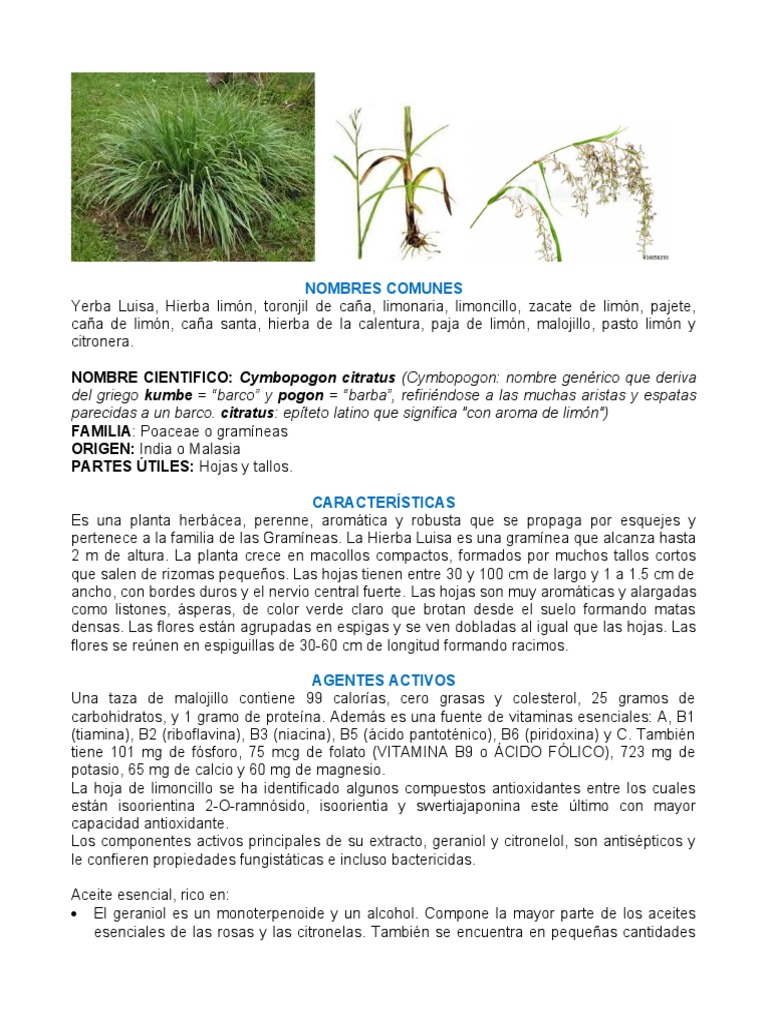 Malojillo o Limonaria | PDF