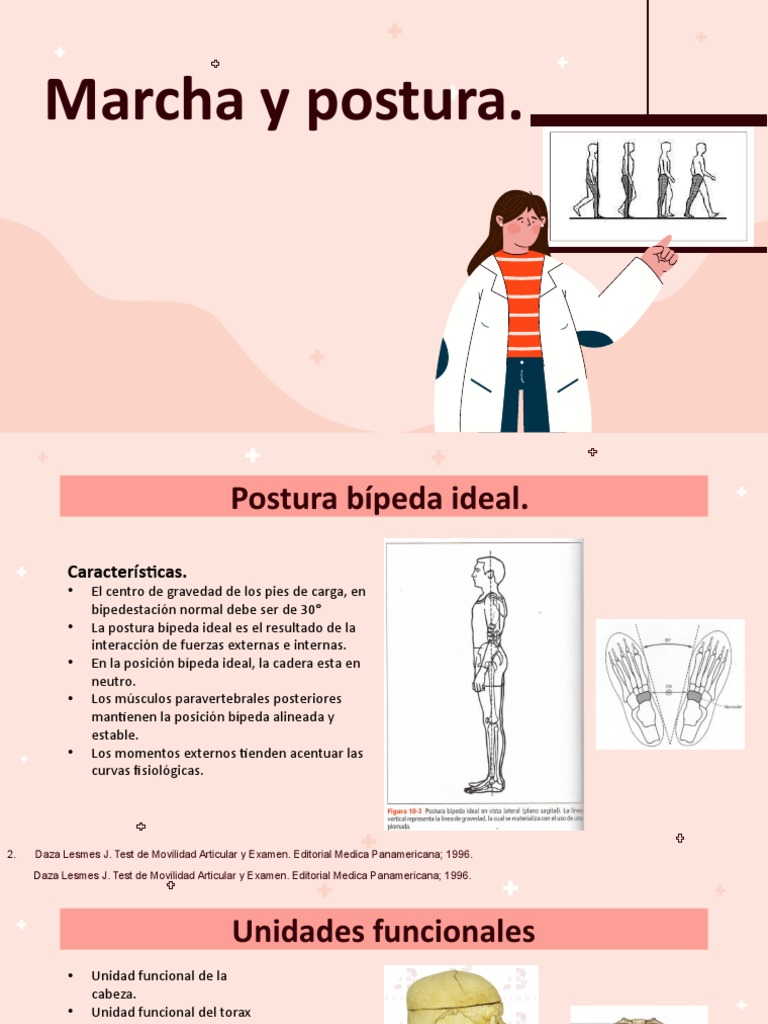 Postura y marcha bípeda ideal | PDF | Bipedalismo | Pie