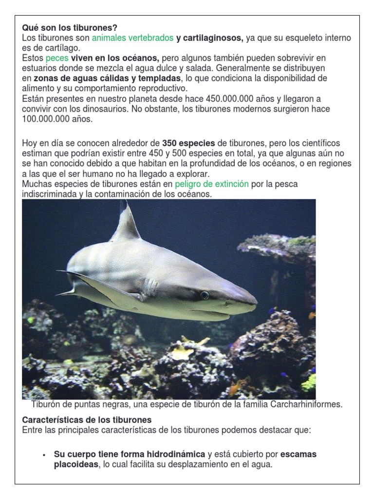 Qué Son Los Tiburones | PDF | Tiburones | Pescado