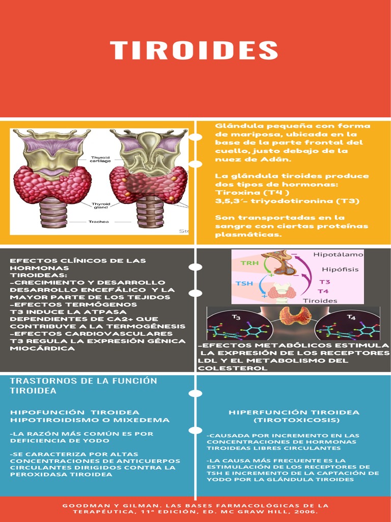 Tiroides | PDF | Tiroides | Medicina CLINICA