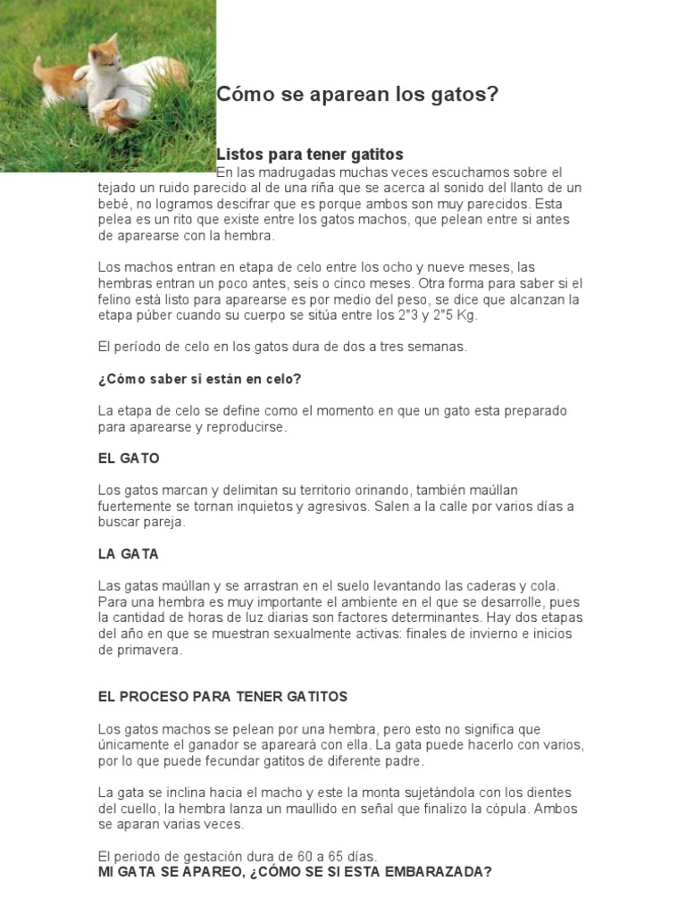 Cómo se aparean los gatos Cómo se aparean los gatos