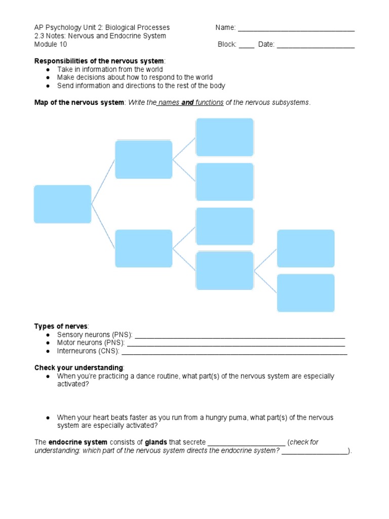 AP Psych 2.3 Notes - Nervous and Endocrine System | PDF | Endocrine ...