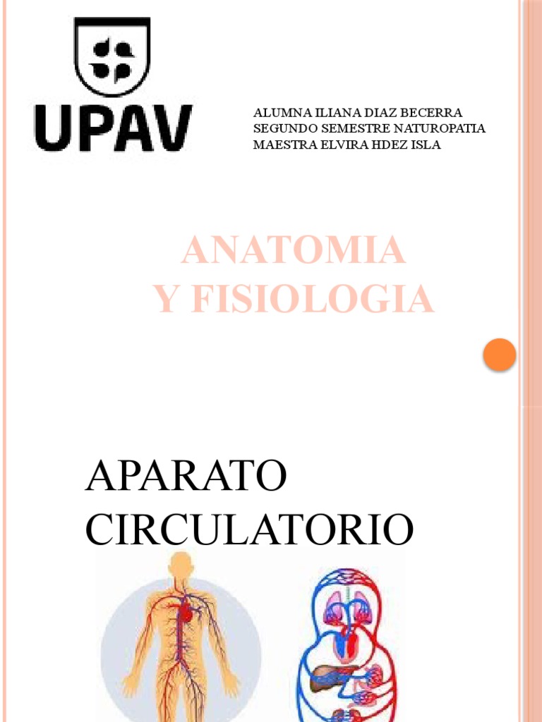 Sistema Circulatorio Descargar Gratis Pdf Sistema Circulatorio Vena