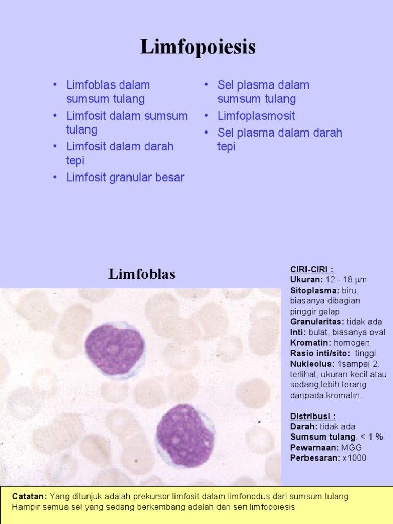 Ciri dan Karakteristik Limfosit | PDF