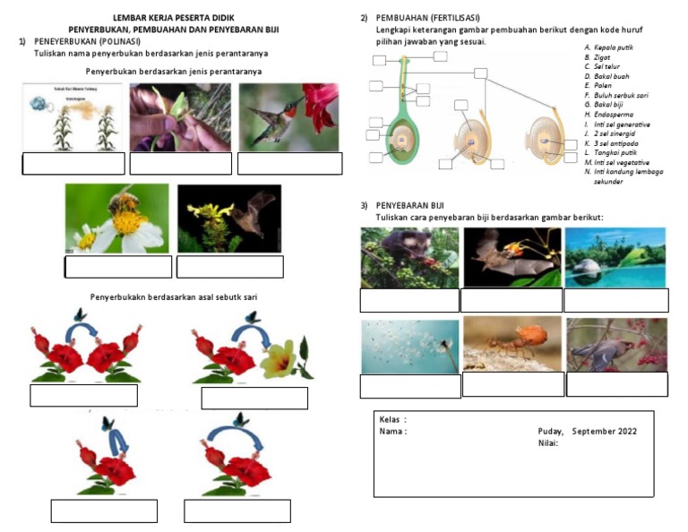 LEMBAR KERJA PESERTA DIDIK Polinasi | PDF