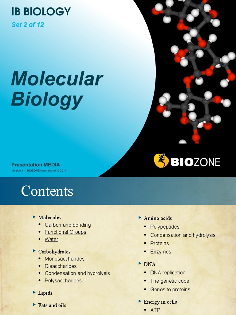 2 IB Molecular Biology | PDF | Nucleotides | Carbohydrates