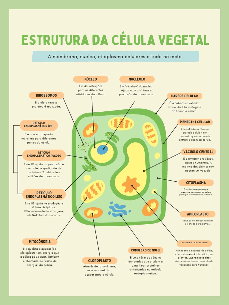 Celula Vegetal | PDF | Célula (Biologia) | Citoplasma