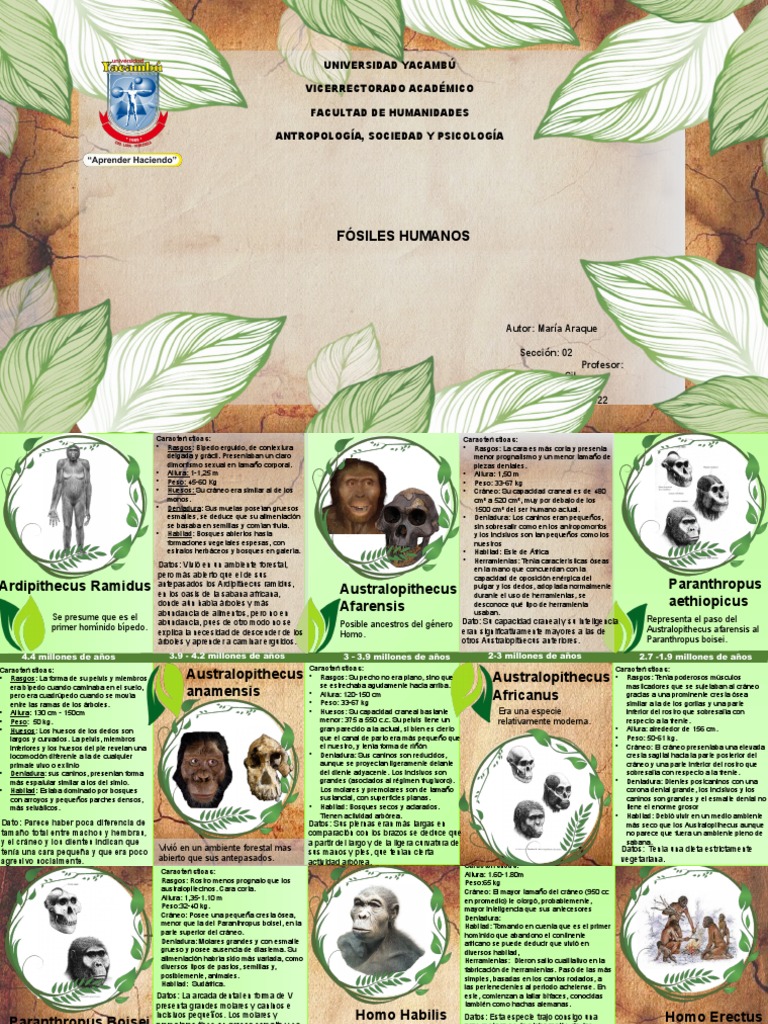 Análisis de la evolución de los fósiles humanos desde los primeros ...