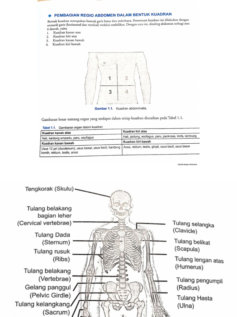 Anatomi Tubuh Manusia Pdf