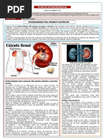 Infografia de Sistema Excretor | PDF | Sistema urinario | Riñón