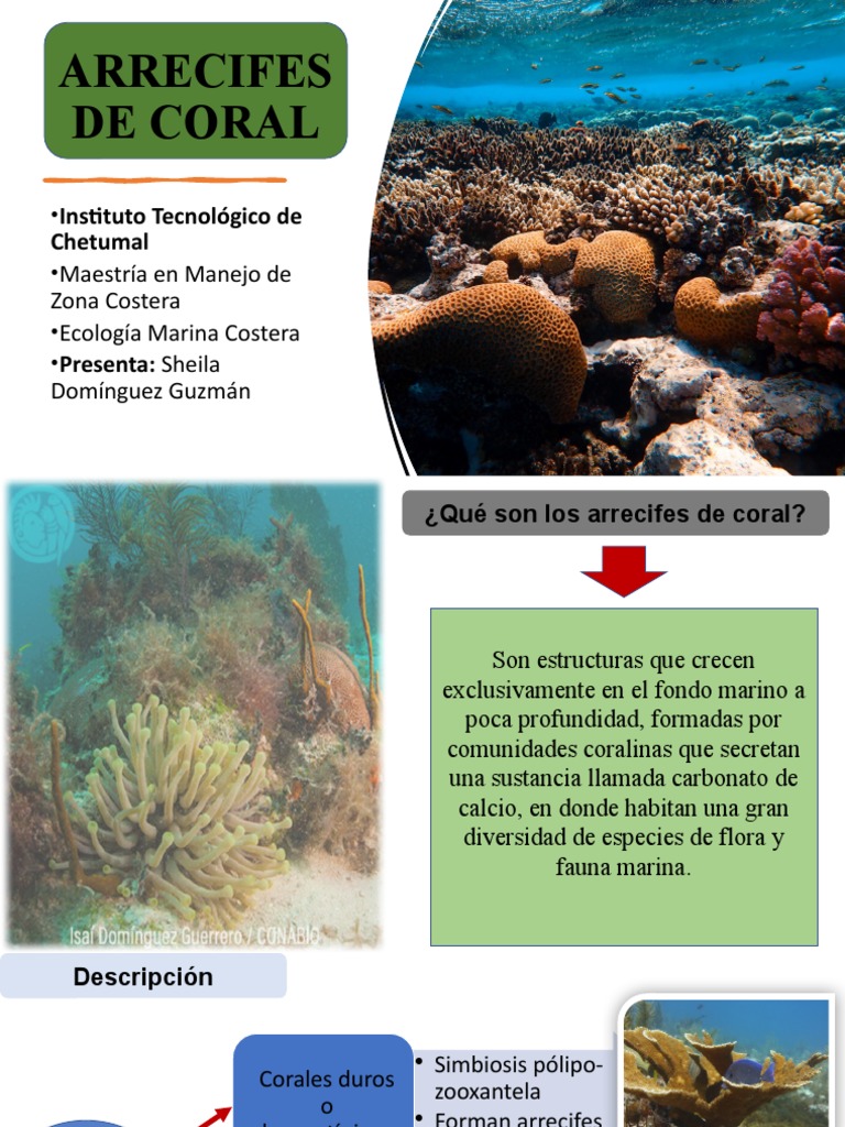 Arrecifes de Coral | PDF | Arrecife de coral | Oceanografía