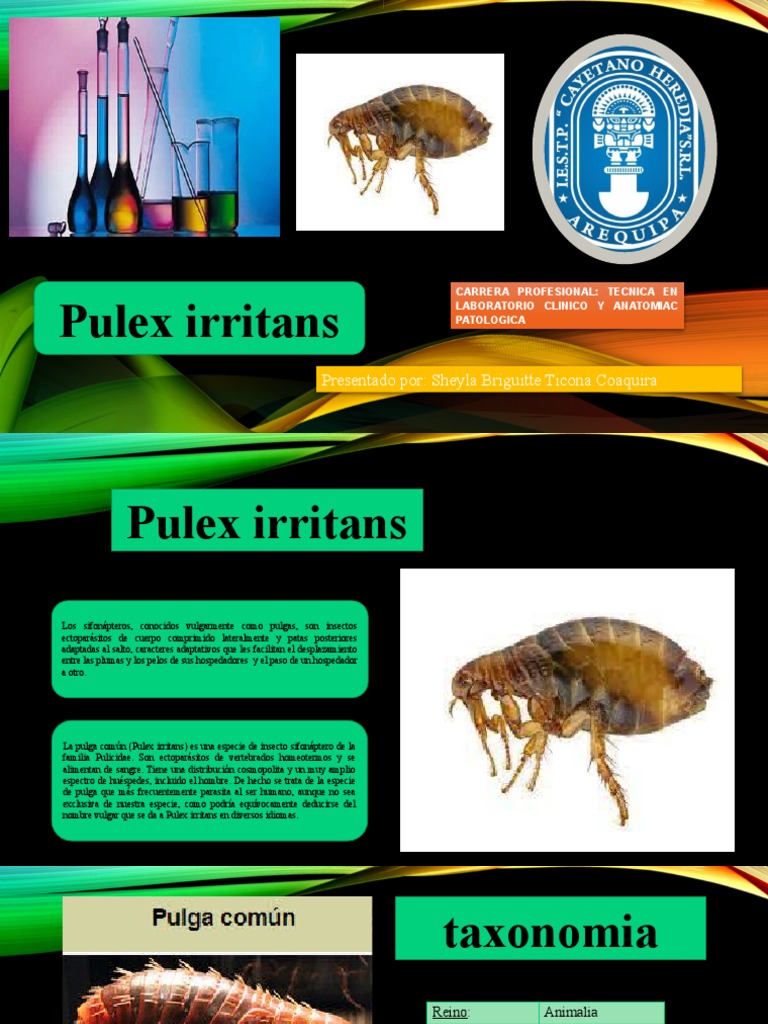 Pulex Irritans | PDF | Insectos