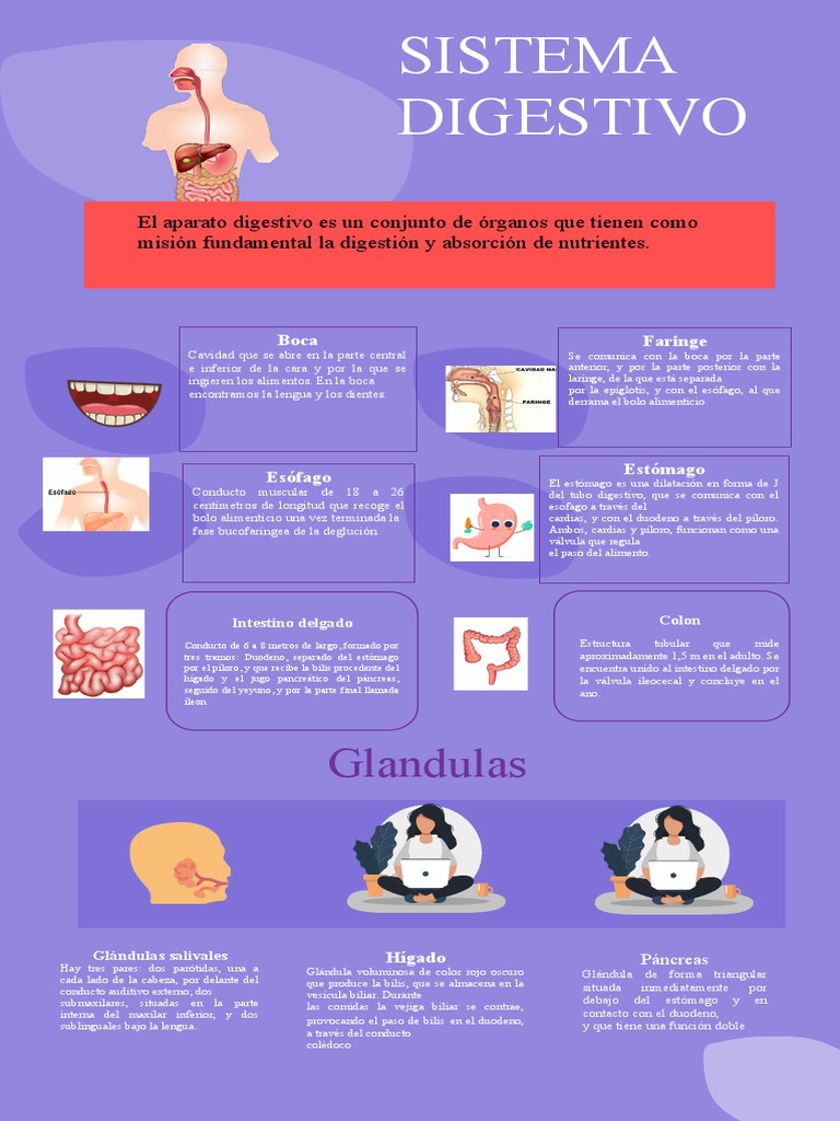 Sistema Digestivo Infografia | PDF | Sistema digestivo humano ...