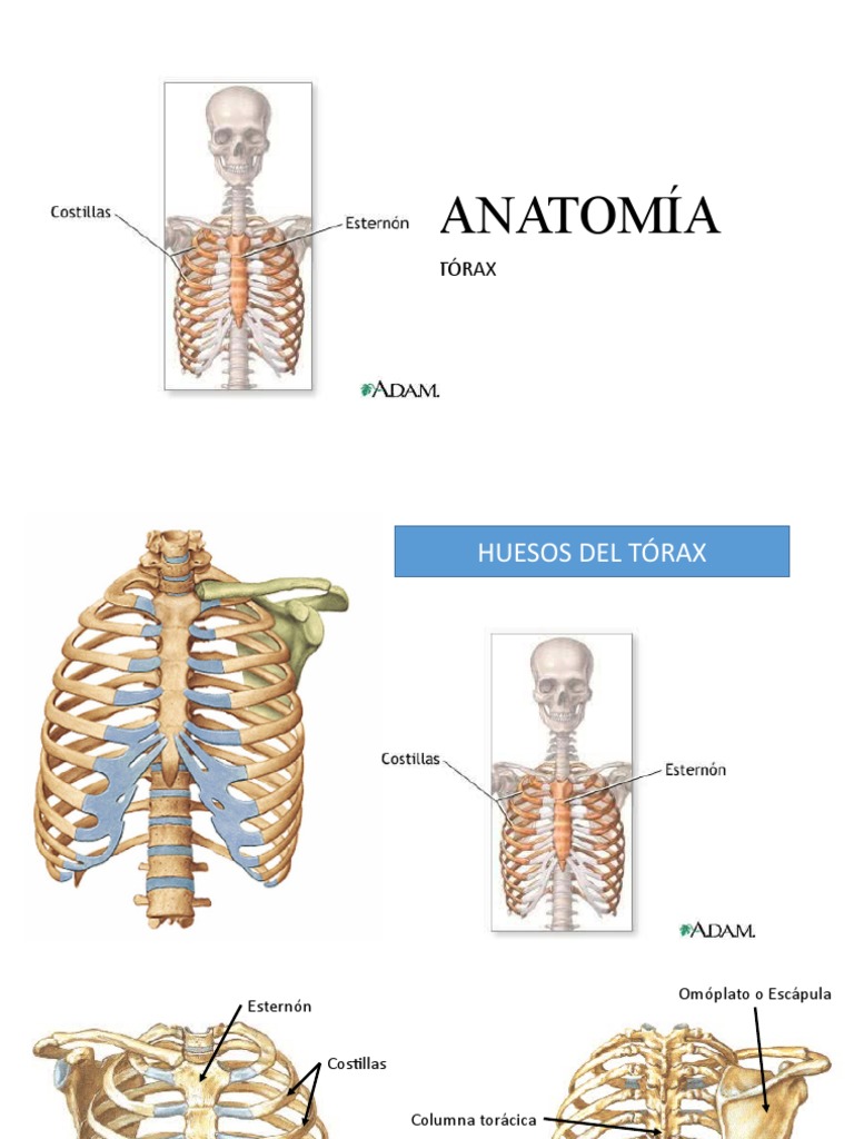 ANATOMÍA - Huesos Del Tórax | PDF