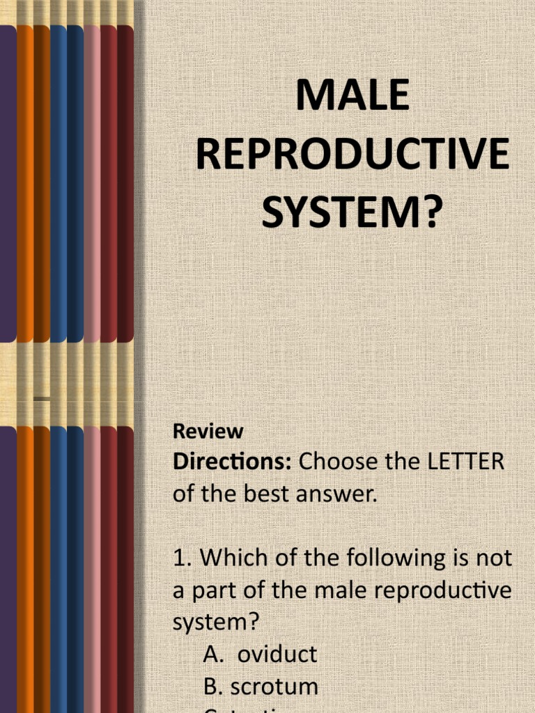 Male Reproductive System-1 | PDF | Reproductive System | Testicle