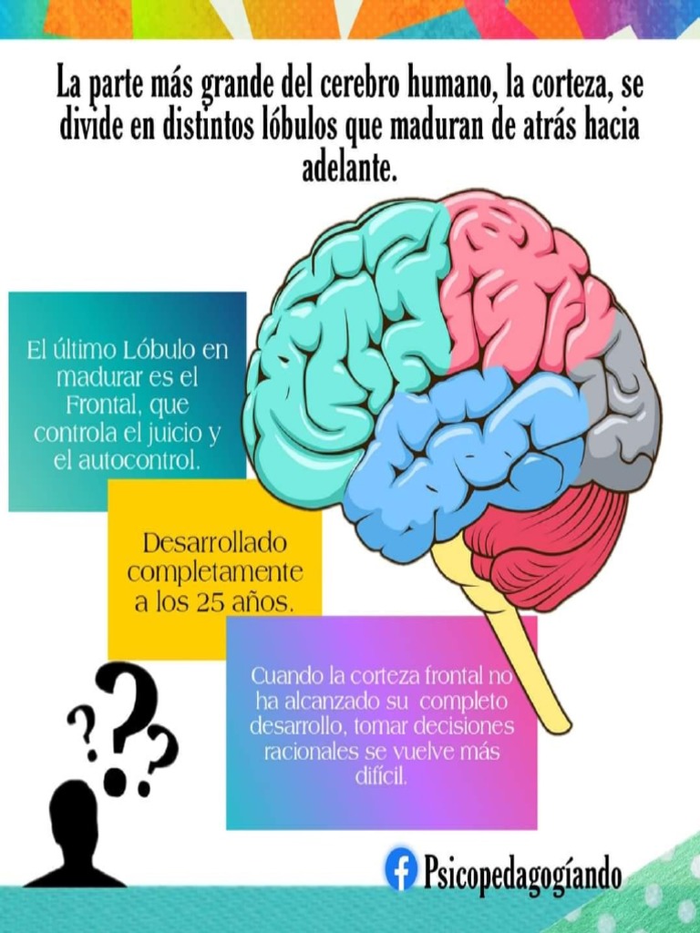 La Corteza Prefrontal - Información General | PDF