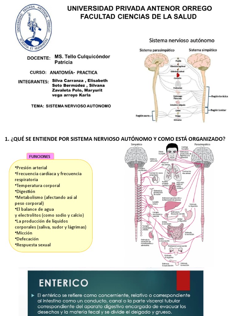 Practica 6 Anatomia | PDF