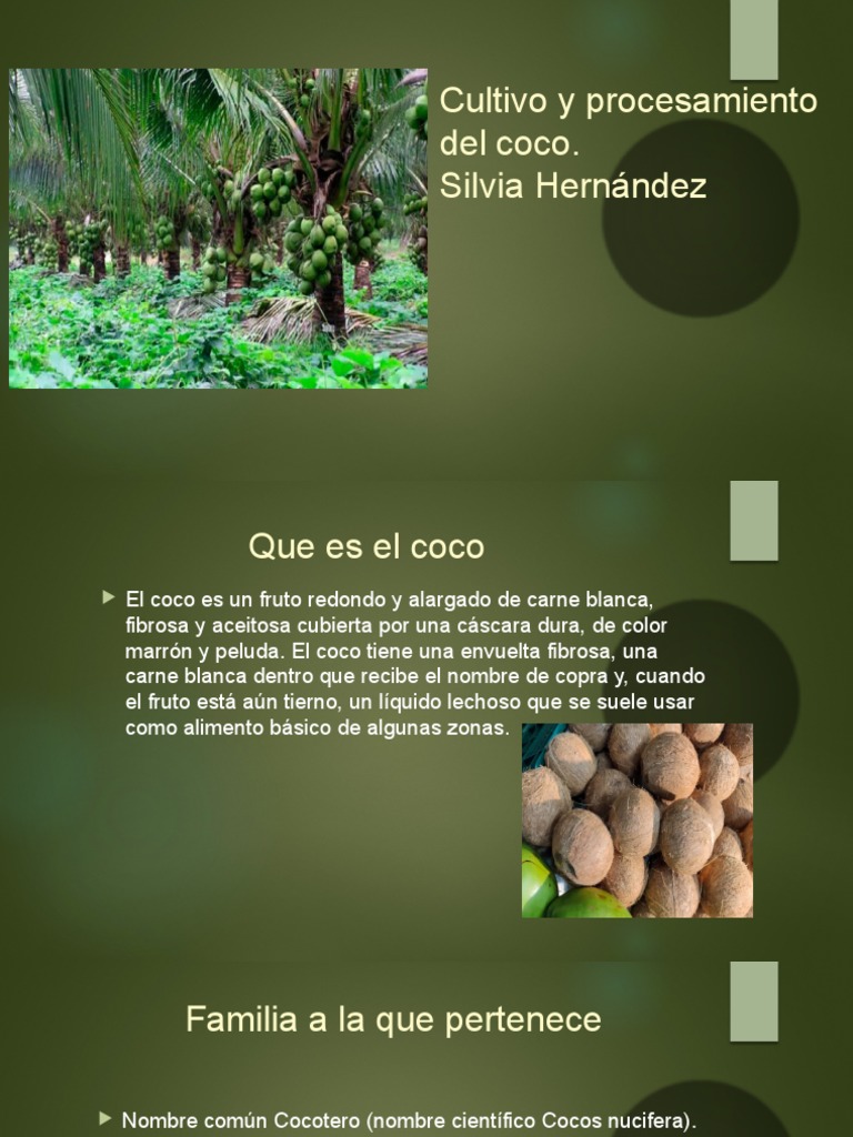 Cultivo y Procesamiento Del Coco | PDF | Coco | Plantas