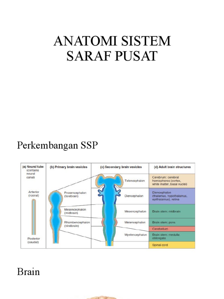 Anatomi Sistem Saraf Pusat | PDF