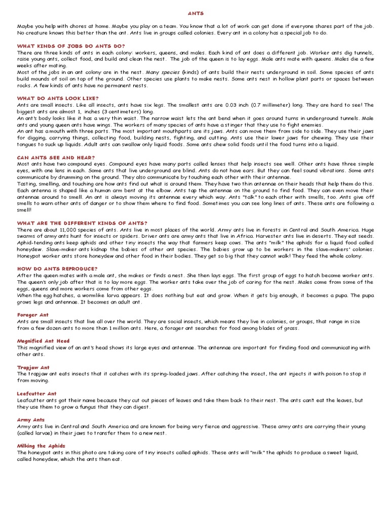 Ants | PDF | Ant | Insects