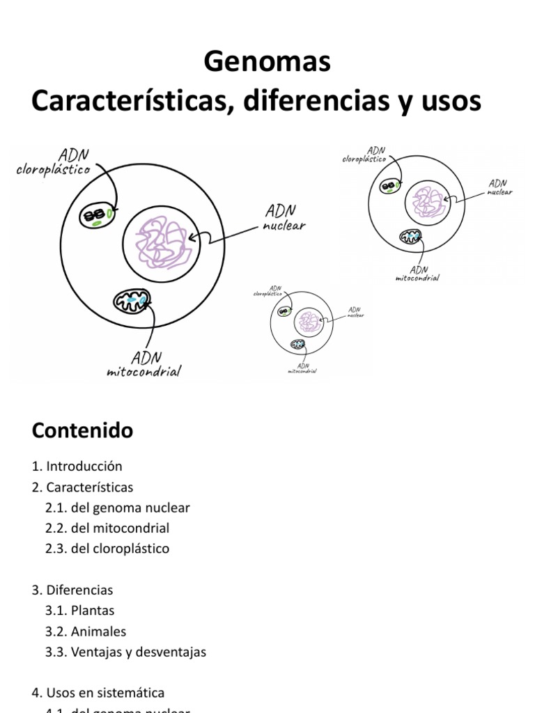 Genomas | PDF | Genoma | Adn mitocondrial