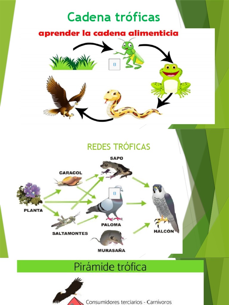 Cadena Tróficas | PDF