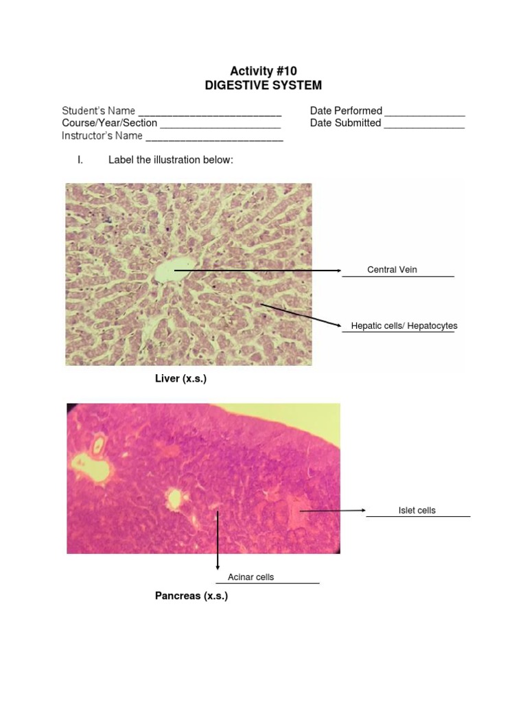 Act 10 | PDF | Human Digestive System | Liver