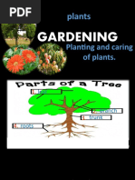 Apitong Tree: Characteristics and Uses | PDF | Home & Garden