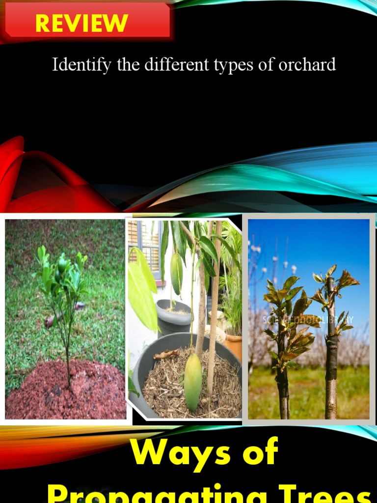Orchard Tree Propagation Methods | PDF | Home & Garden | Science ...