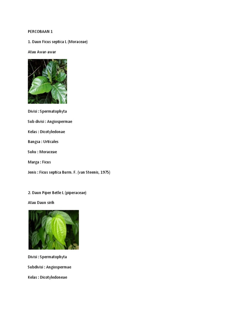 Daun Ficus S-WPS Office | PDF | Sains & Matematika