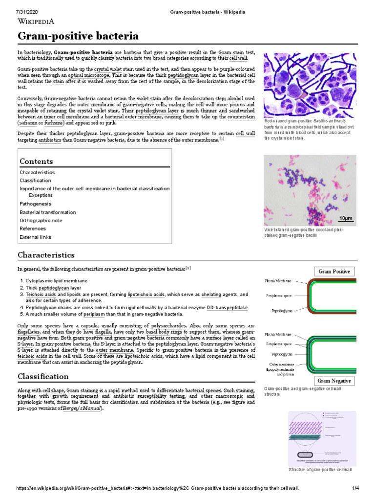 Gram-Positive Bacteria - Wikipedia | PDF | Gram Positive Bacteria ...