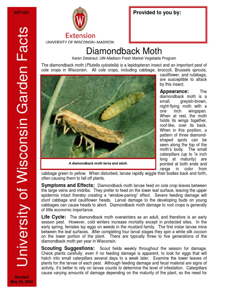 Diamondback-Moth 1 | PDF | Insecticide | Insects