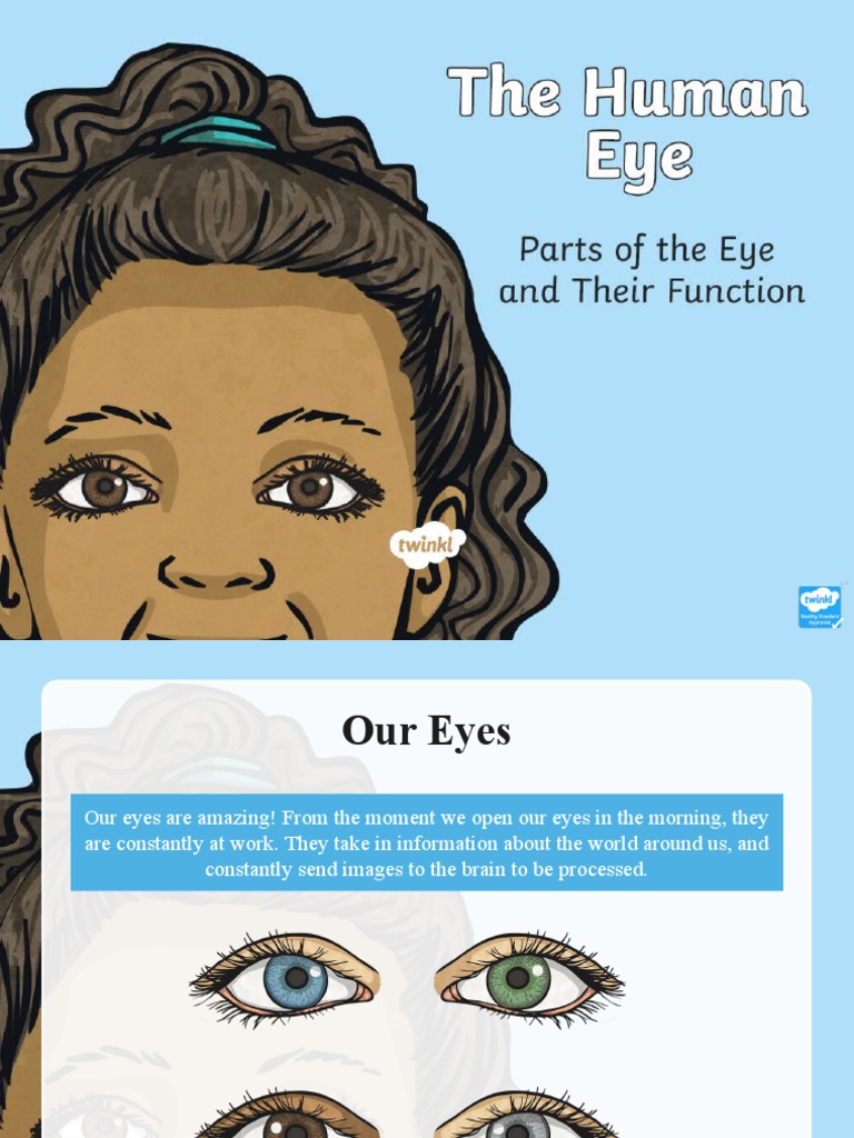 Parts of The Eye | PDF | Human Eye | Eye