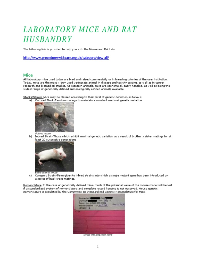 Lab Mice and Rat Husbandry New | PDF | Laboratory Rat | Transgene