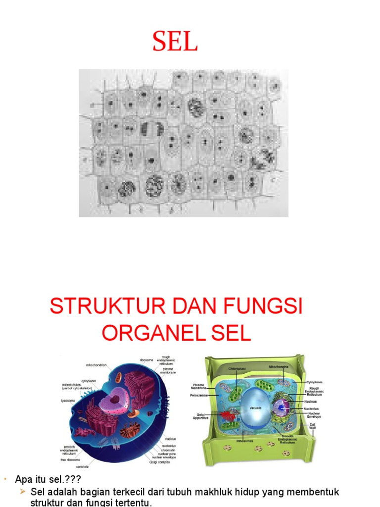 Struktur dan Fungsi Organel Sel | PDF