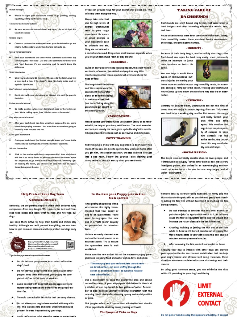 Caring for Your Dachshund: Essentials | PDF | Dachshund | Animal Breeding