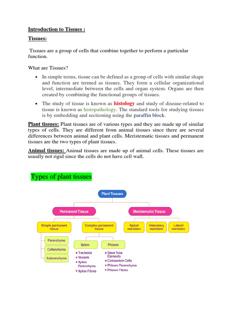 Class 9 MT Science Notes Tissue | PDF | Tissue (Biology) | Connective ...