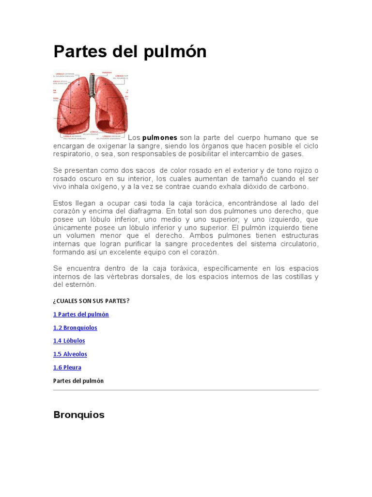 Estructura y Funciones de los Pulmones | PDF | Pulmón | Respiración