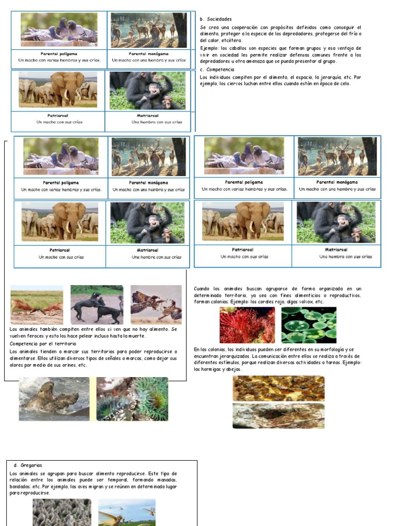 Fichas de Intra e Inter 1 | PDF | Simbiosis | Sociedad