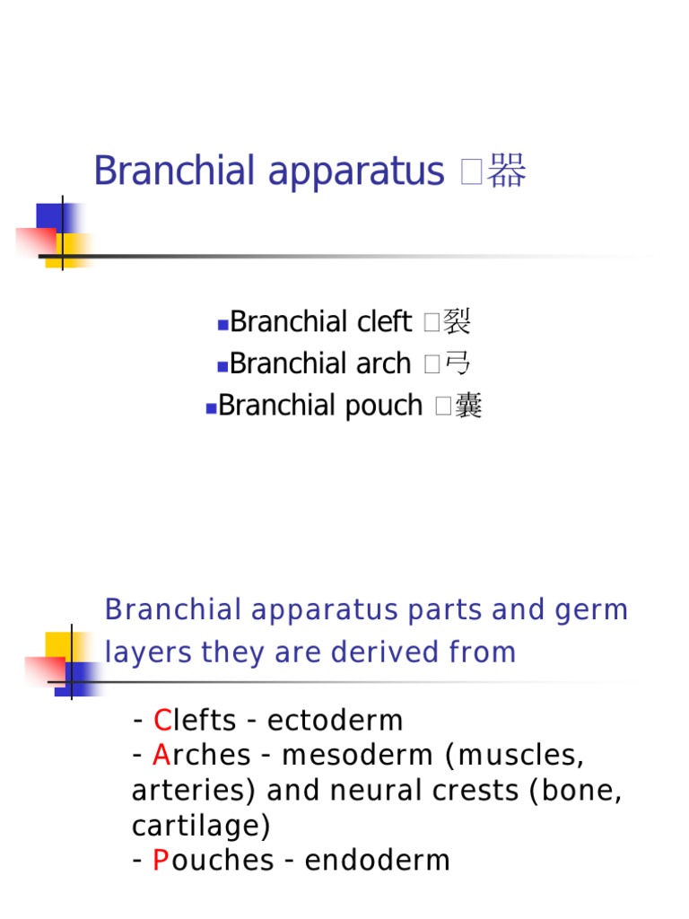 Branchial Apparatus | PDF