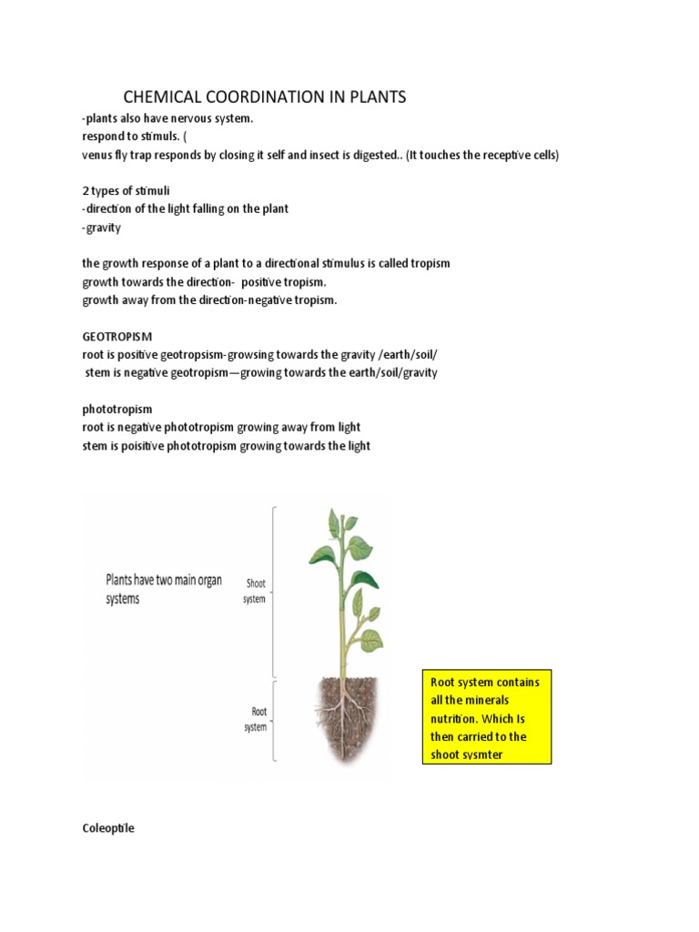 CHEMICAL COORDINATION IN PLANTS - Notes | PDF | Plant Hormone | Auxin
