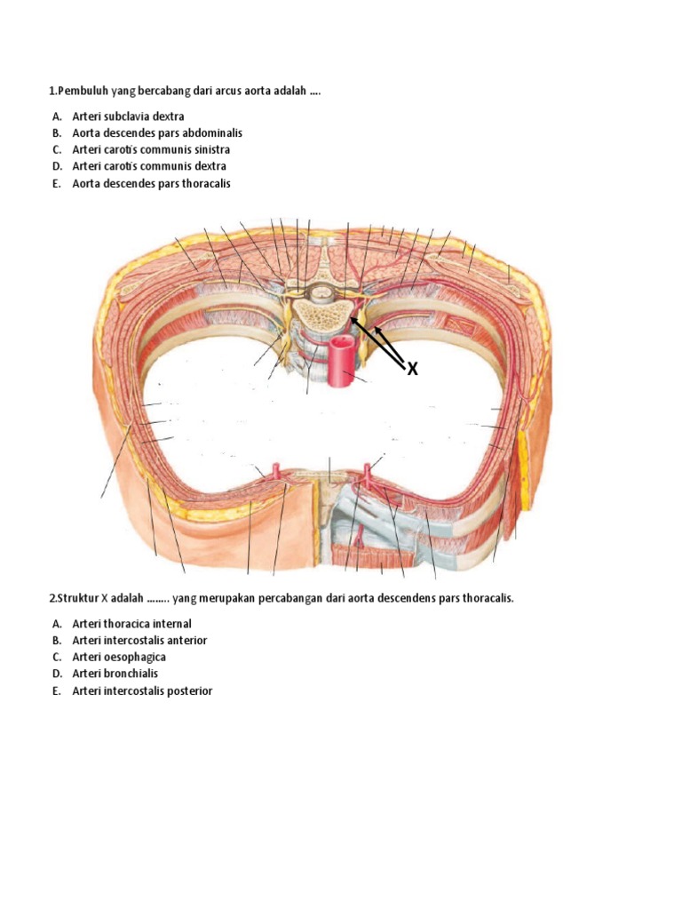 Soal Dan Pembahasan Anatomi Sistem Pembuluh Darah Arteri | PDF