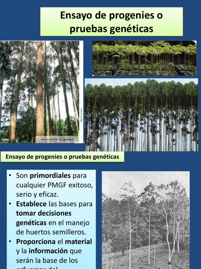 Ensayos de Progenie | PDF | Genotipo | Heredabilidad