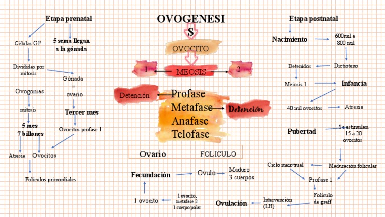 Mapa Mental de Ovogenesis | PDF | Anatomia animal | Sistema reproductivo
