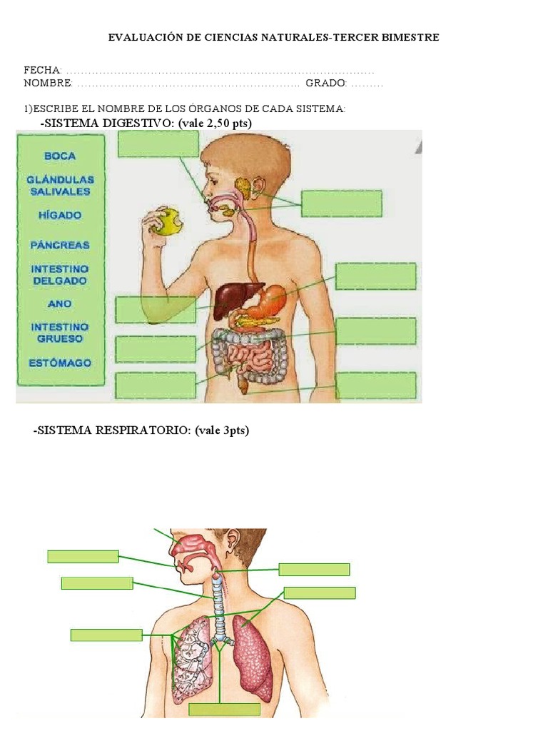 EVALUACIÓN DE Cs Nat SISTEMAS DIGESTIVO, RESPIRATORIO Y EXCRETOR | PDF